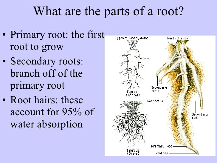 14-1 Plant Anatomy