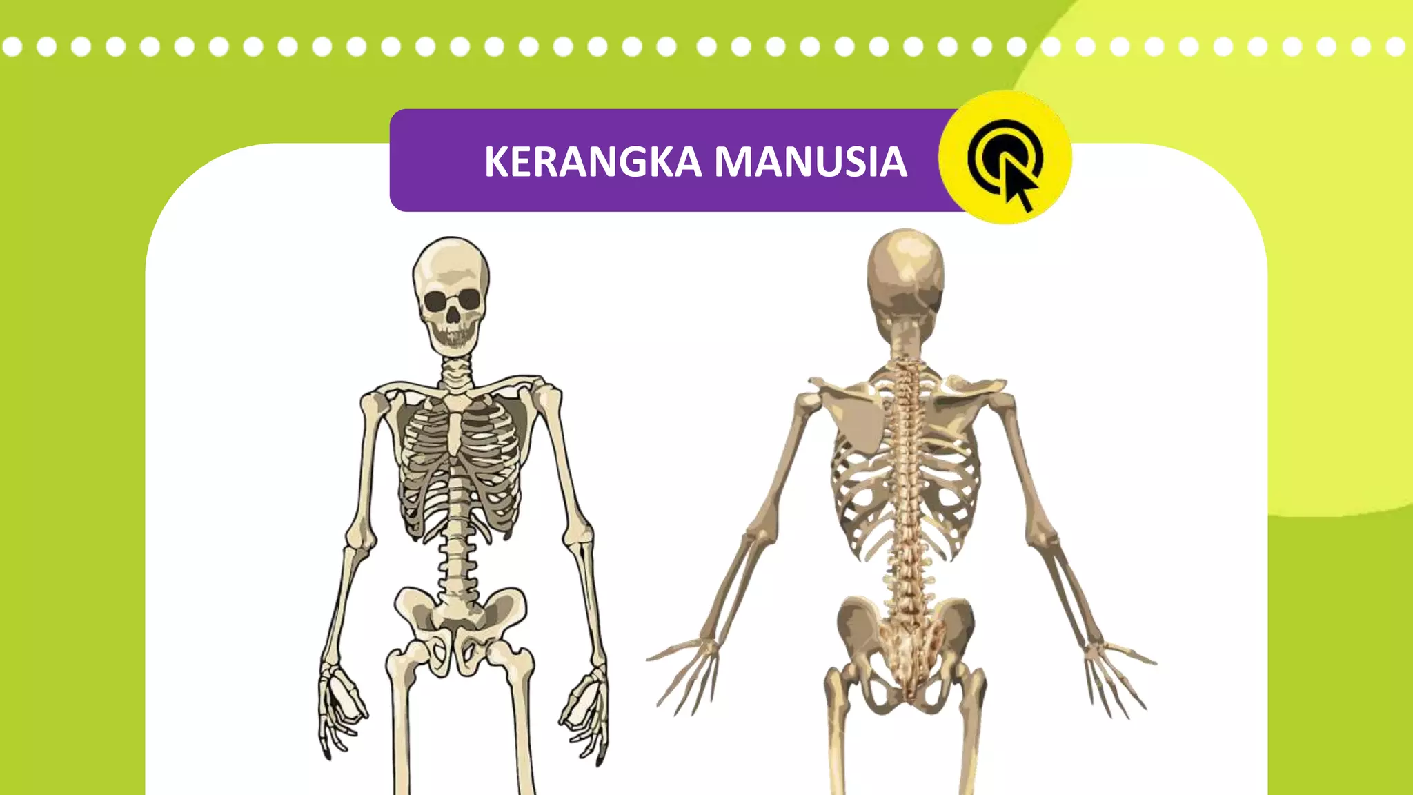 mengenal tulang pada manusia part 2 | PPSX