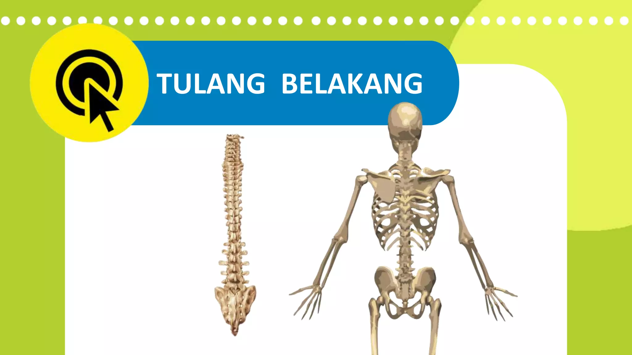 mengenal tulang pada manusia part 2 | PPSX