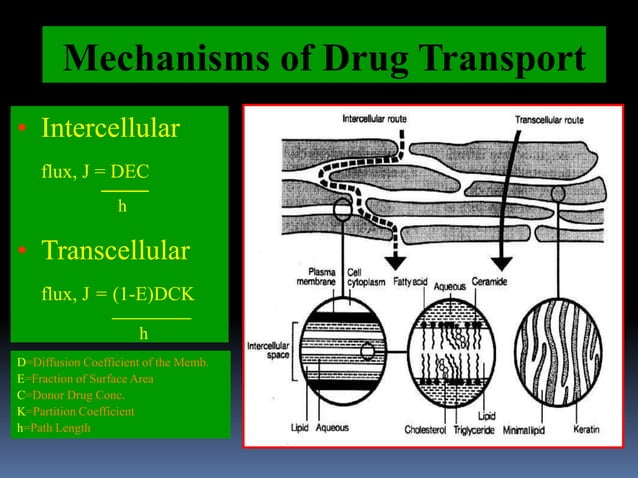 Transmucosal drug delivery by Kailash Vilegave | PPSX | Chemistry | Science