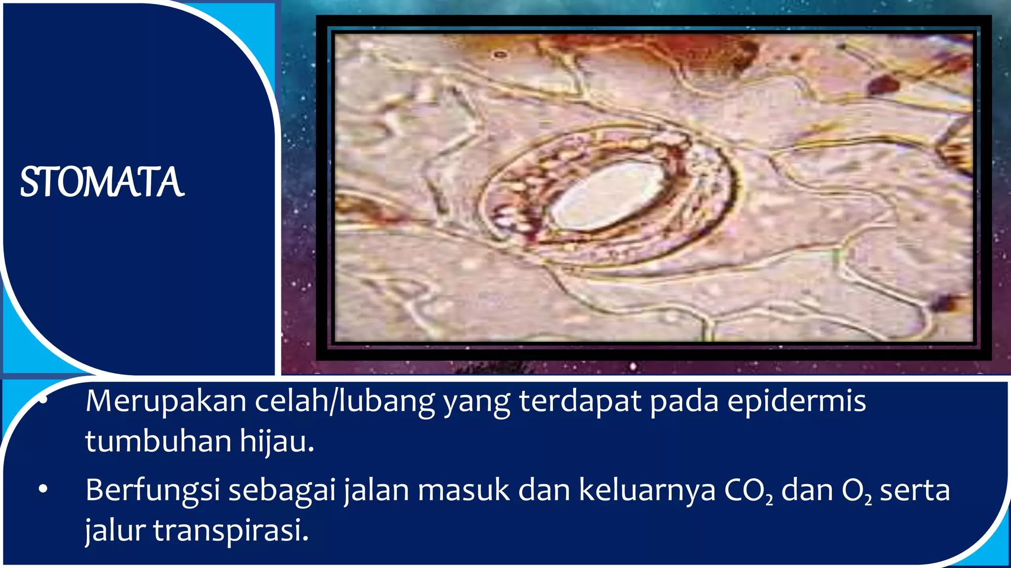 Struktur dan Fungsi Sel Penyusun Jaringan Tumbuhan | PPTX