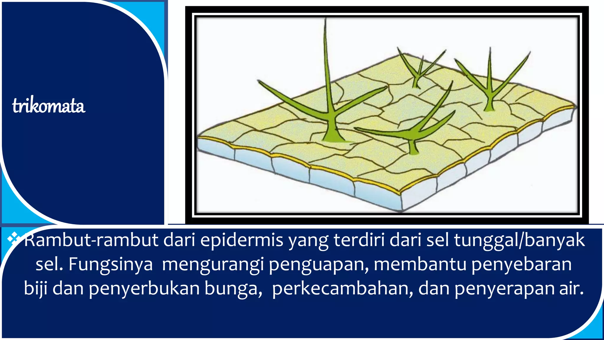 Struktur dan Fungsi Sel Penyusun Jaringan Tumbuhan | PPTX