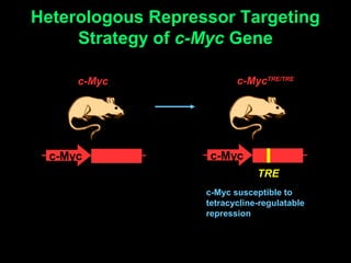 Modeling Myc Inhibition In Vitro [Presentation] | PPT