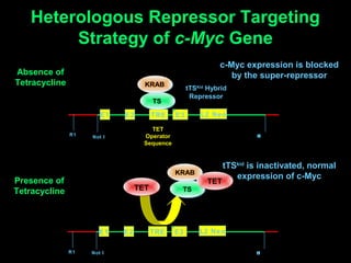 Modeling Myc Inhibition In Vitro [Presentation] | PPT