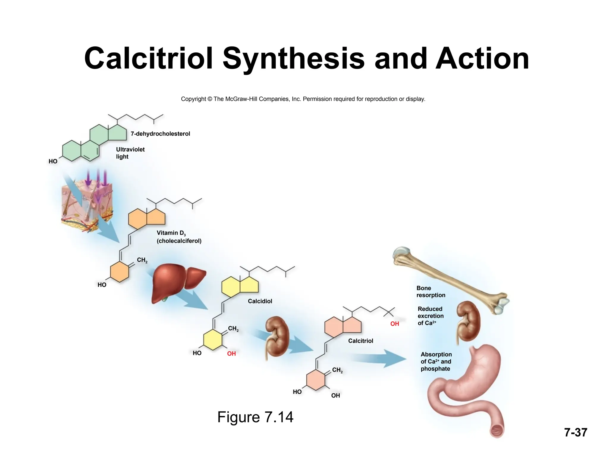 Anatomy and physiology chapter 7 lecture outline | PPT