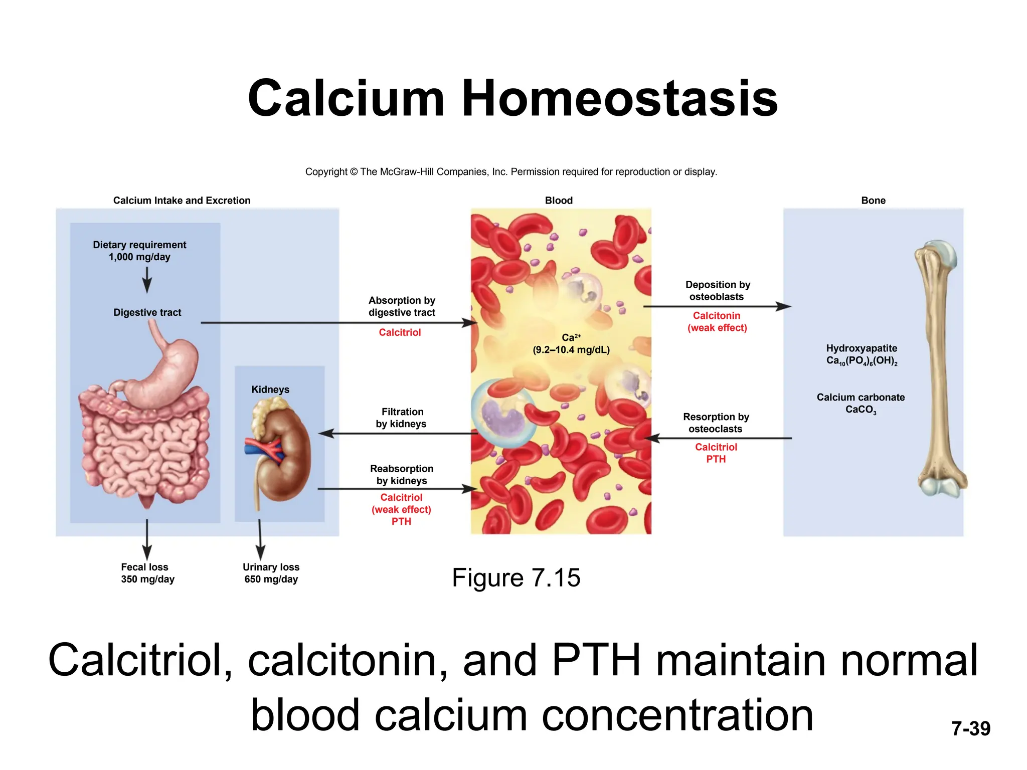 Anatomy and physiology chapter 7 lecture outline | PPT
