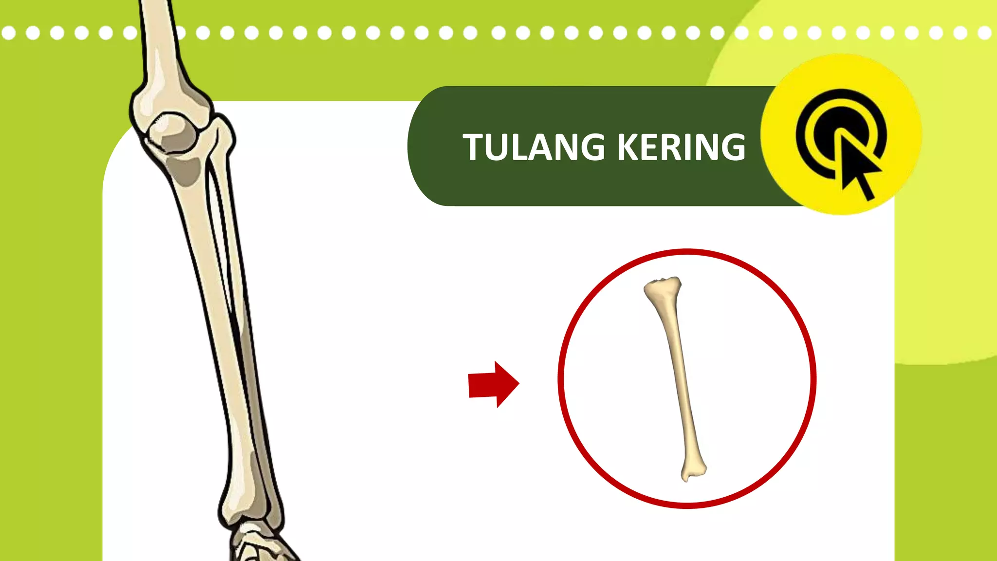 Mengenal tulang pada manusia part 1 | PPSX