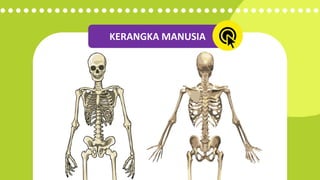 Mengenal tulang pada manusia part 1 | PPSX