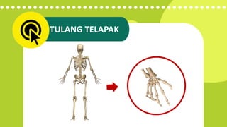 Mengenal tulang pada manusia part 1 | PPSX
