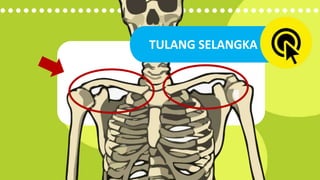 Mengenal tulang pada manusia part 1 | PPSX