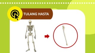Mengenal tulang pada manusia part 1 | PPSX