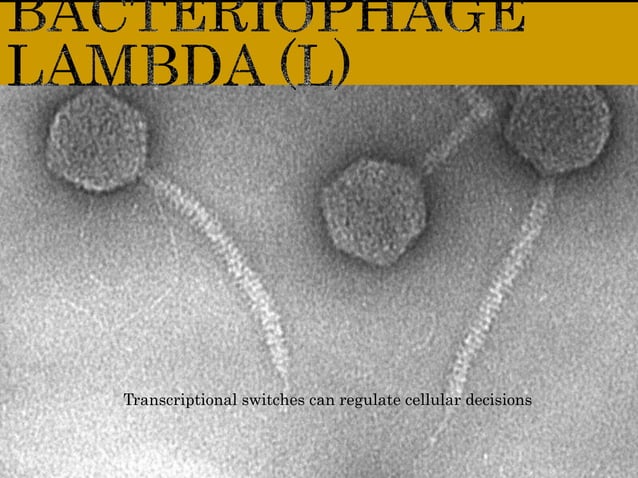 Bacteriophage_lambda_.ppt | Biological Sciences | Science