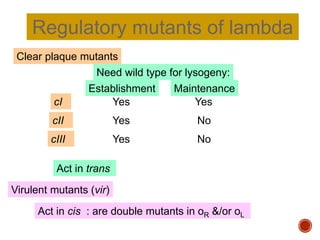 Bacteriophage_lambda_.ppt