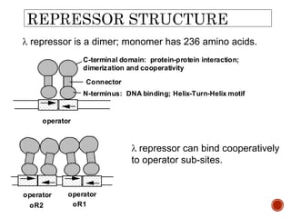Bacteriophage_lambda_.ppt