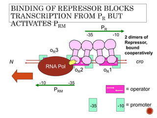 Bacteriophage_lambda_.ppt