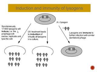 Bacteriophage_lambda_.ppt