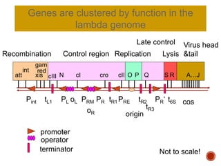 Bacteriophage_lambda_.ppt