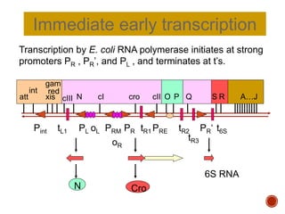 Bacteriophage_lambda_.ppt