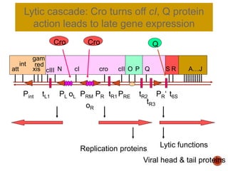 Bacteriophage_lambda_.ppt