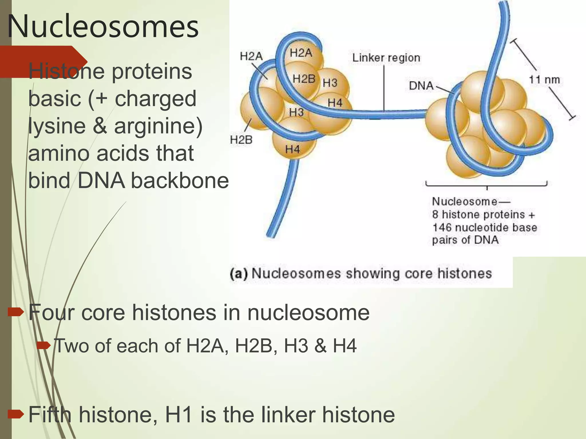 Chromosome structure.ppt