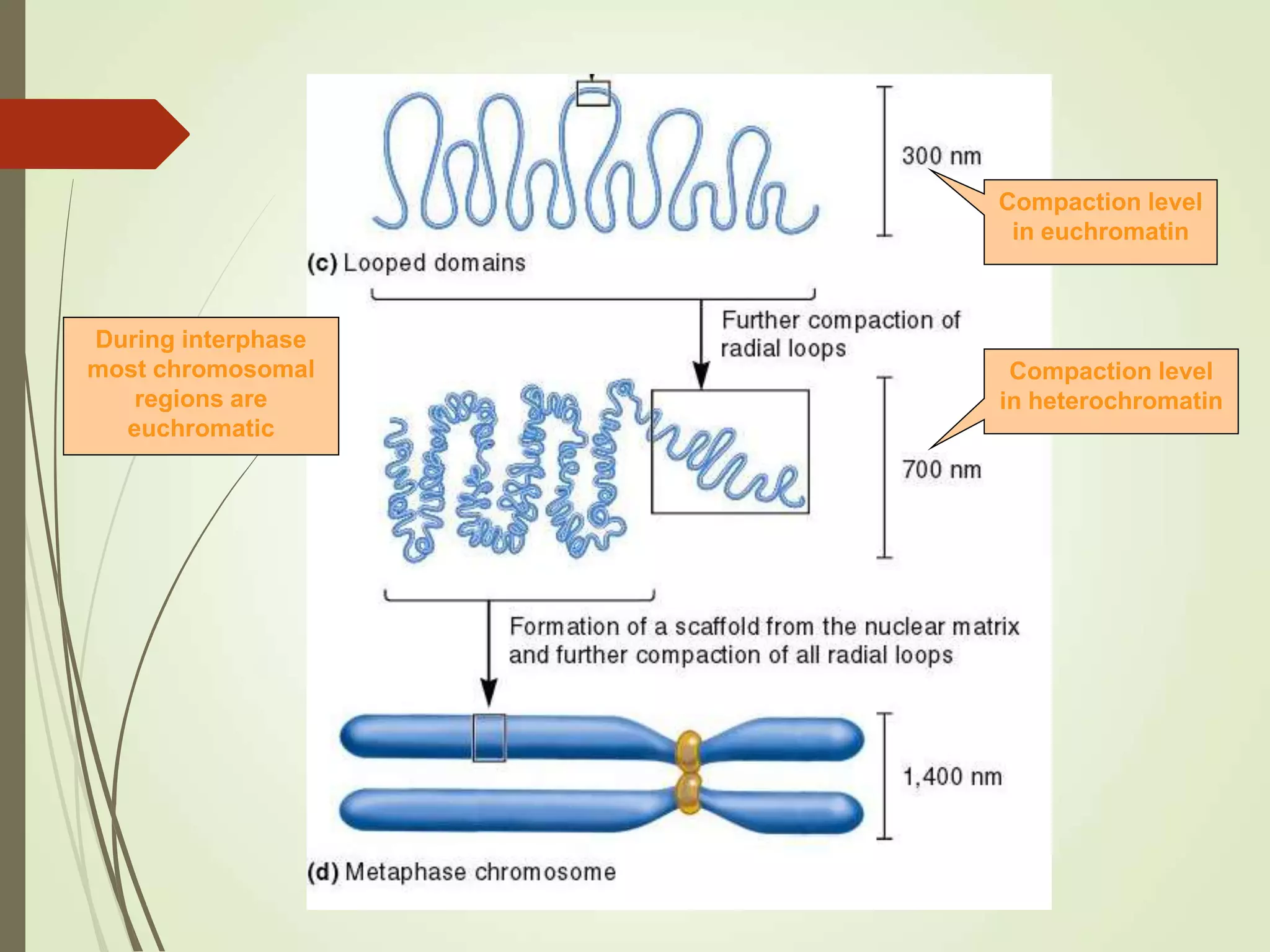 Chromosome structure.ppt