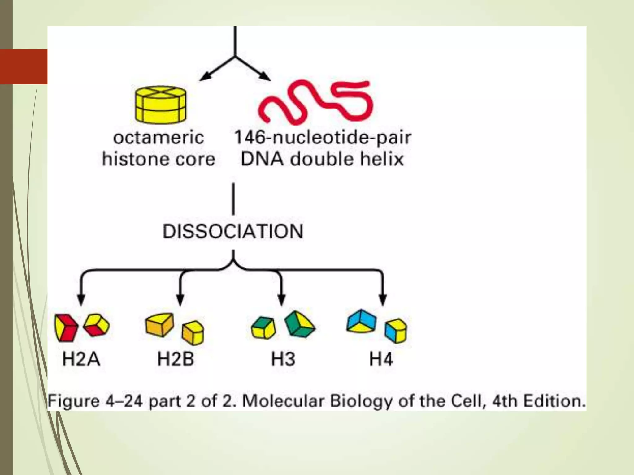 Chromosome structure.ppt
