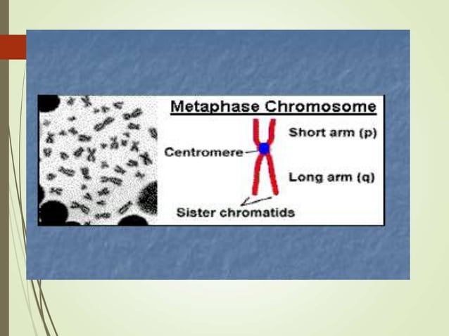 Chromosome structure.ppt