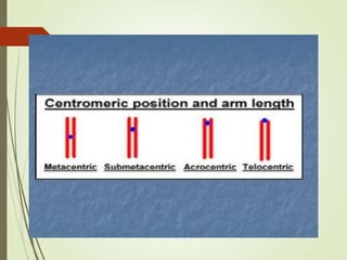 Chromosome structure.ppt