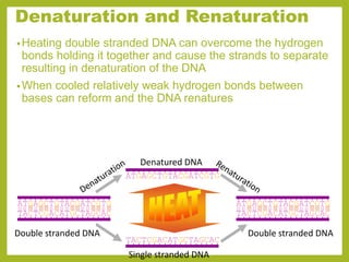 de and renaturation of dna.ppt