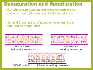 de and renaturation of dna.ppt