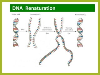 de and renaturation of dna.ppt