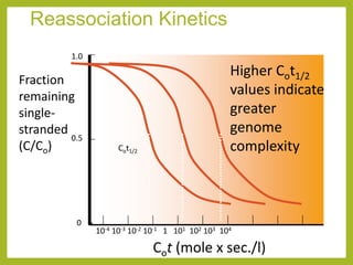 de and renaturation of dna.ppt