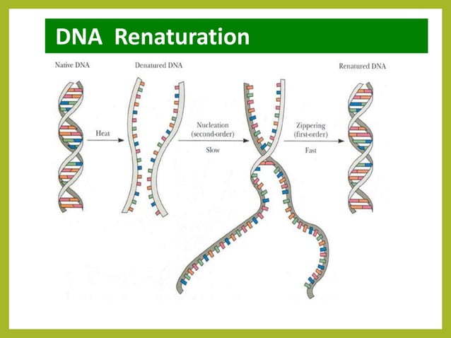 de and renaturation of dna.ppt