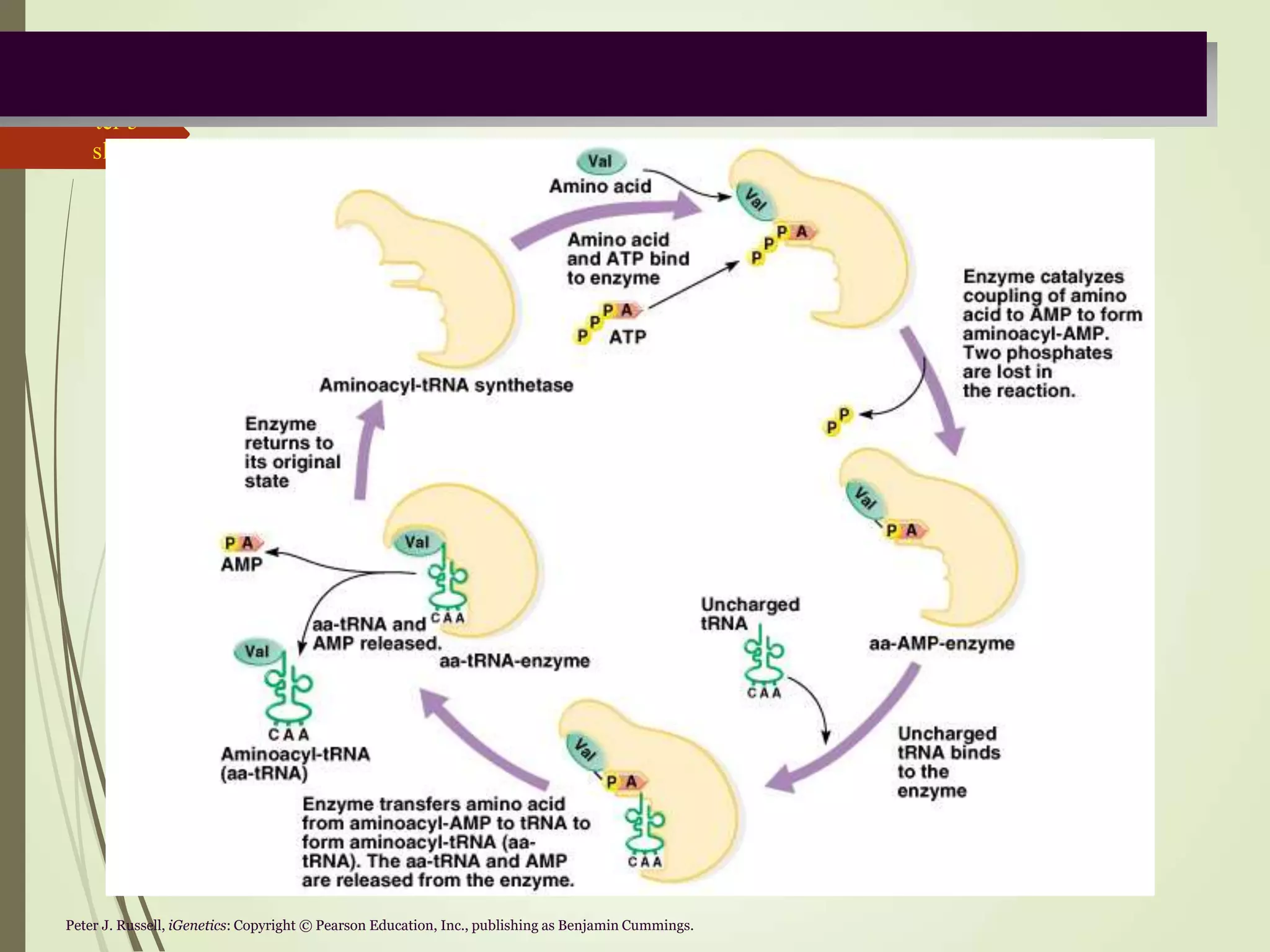 Gene Regulation Translation Russell.ppt