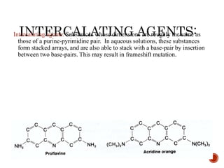 Mutation and repair .ppt