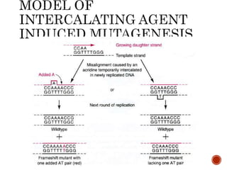Mutation and repair .ppt