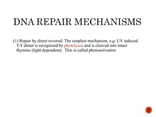Mutation and repair .ppt