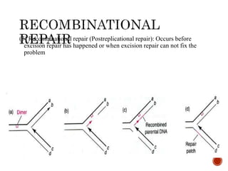 Mutation and repair .ppt