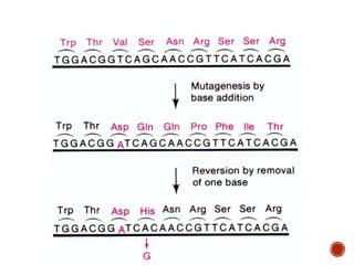 Mutation and repair .ppt
