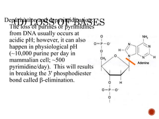 Mutation and repair .ppt