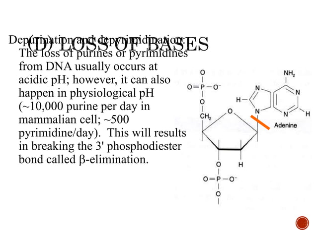 Mutation and repair .ppt | Chemistry | Science