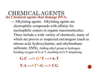 Mutation and repair .ppt
