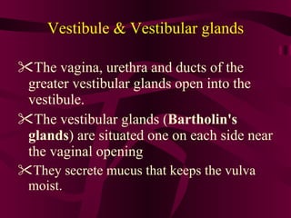 female-reproductive-organs | PPT | Pregnancy | Reproductive Health