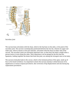 Sacrum Anatomy | PDF