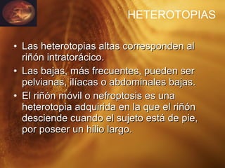 Tracto Urinario Fetal | PPT