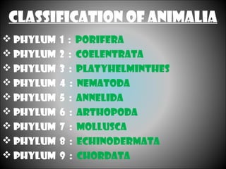 animal kingdom | PPT