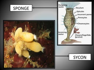 animal kingdom | PPT