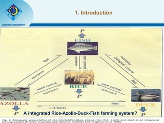 1449 - Azolla Rice Duck Fish Farming Systems with SRI Methods in the ...