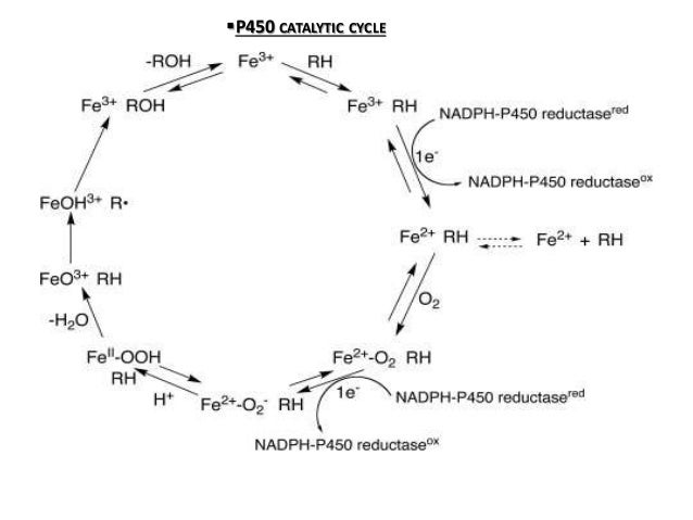 Cytochrome P450- Catalytic cycle and importance ,P450s in humans,Oth…