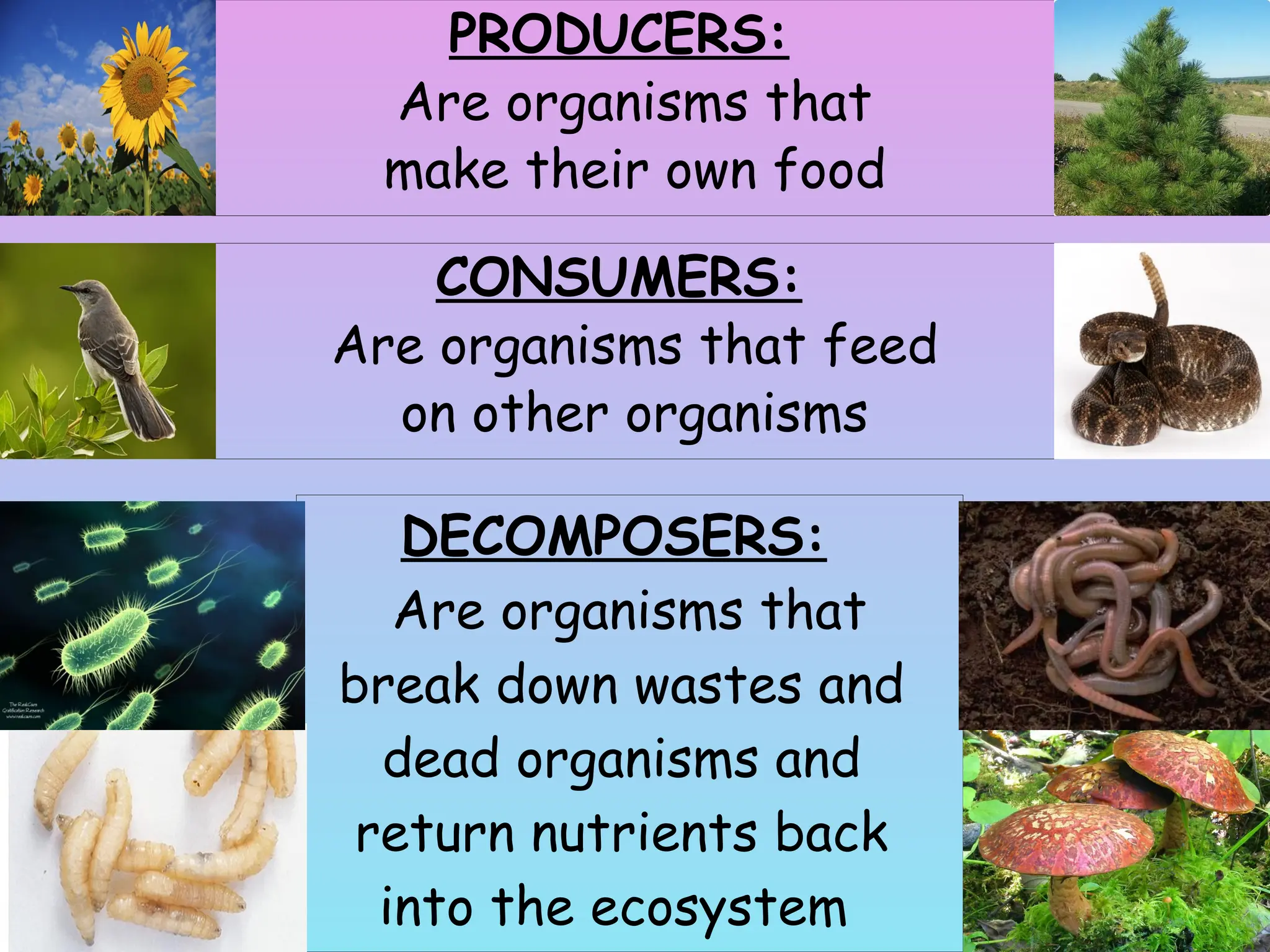 An Introduction To Ecosystems fsdnnn.ppt